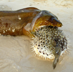 Moray Eels Eating