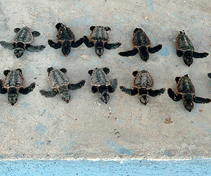 Light pollution kills baby turtles - Cayman Compass