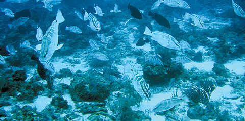 The Mystery of Grouper Moon returns - Cayman Compass