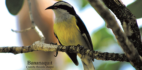 A look at some of Cayman’s birds - Cayman Compass