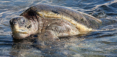 Turtle Farm: Saddled with debt, saddling up turtles - Cayman Compass