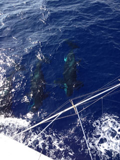 Giant squid found in Cayman’s waters - Cayman Compass