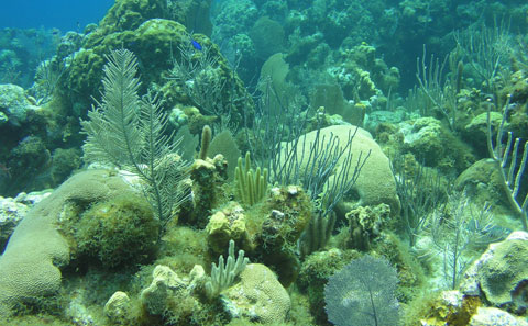 cayman-islands-coral-reef-algae-2010.jpg - Cayman Compass