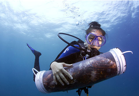 Cullers seek to gain back ground on lionfish population - Cayman Compass