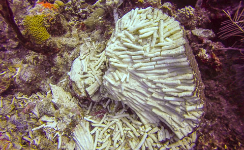Damage to coral reef raises questions - Cayman Compass