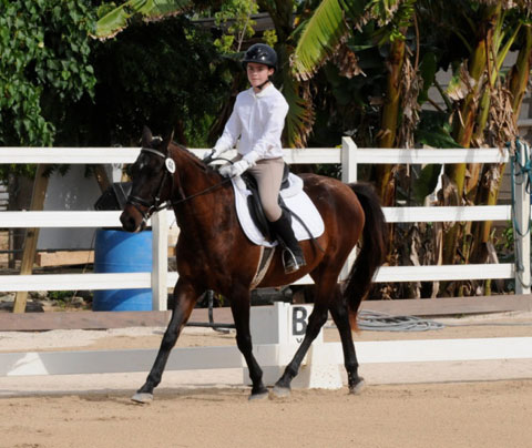 Aquart excels in dressage league - Cayman Compass