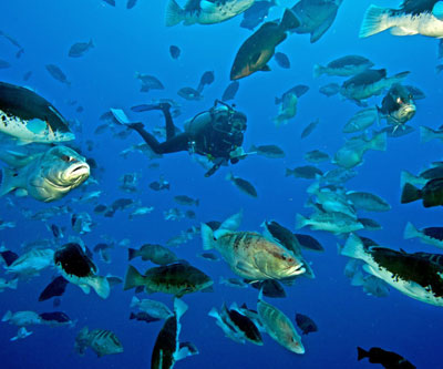 Grouper Moon project broadcasts to schools from beneath the waves ...