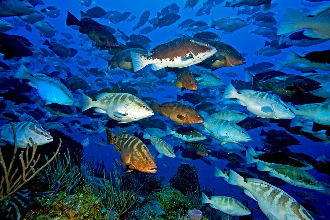 Researchers keep tabs on grouper sites - Cayman Compass