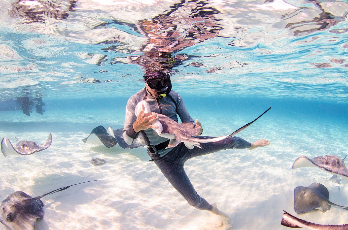 Stingrays make Sandbar home base - Cayman Compass