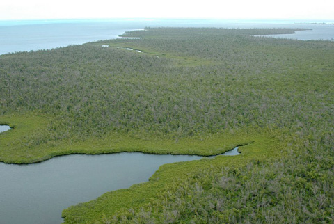 Central Mangrove Wetland is Cayman's heart and lungs - Cayman Compass