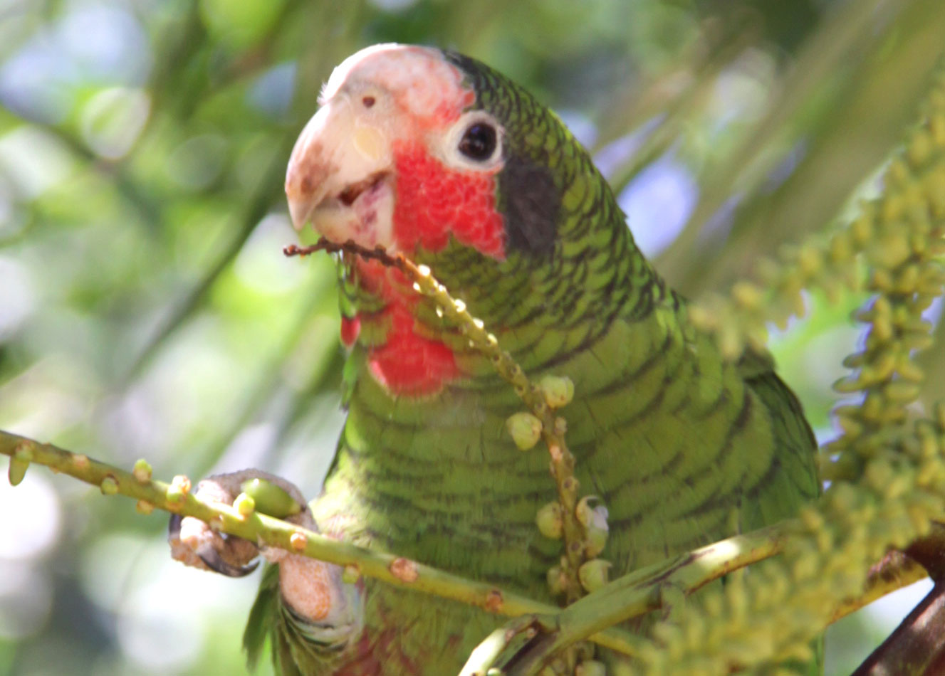 National Trust buys up wetlands - Cayman Compass