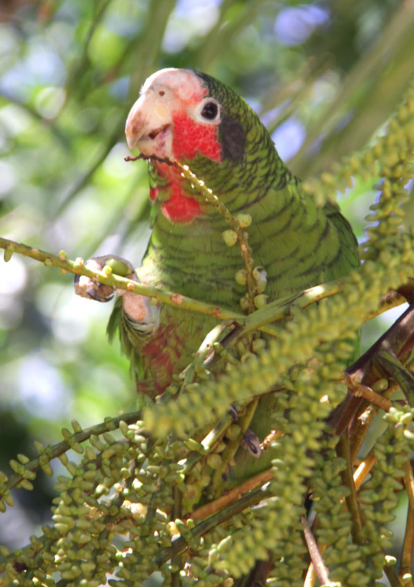 National Trust buys up wetlands - Cayman Compass