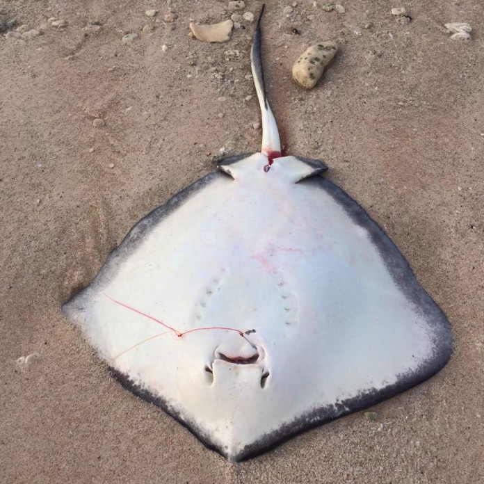 Warning after dead stingray find - Cayman Compass