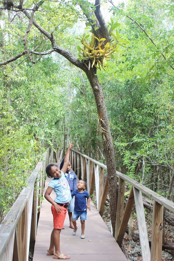 botanic-garden-orchid-show-(1)-WEB - Cayman Compass