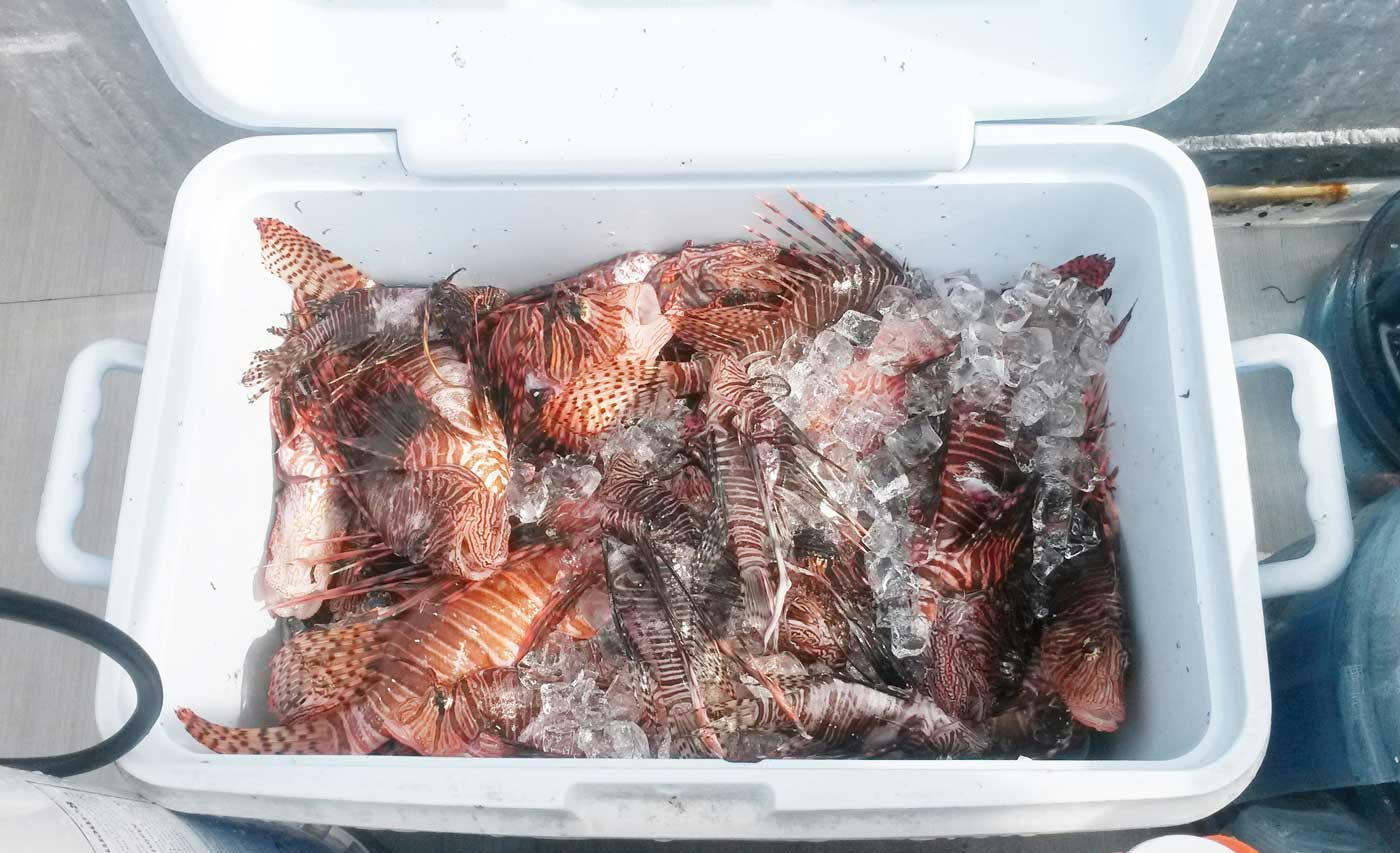 Bumper lionfish cull during Earth Month - Cayman Compass