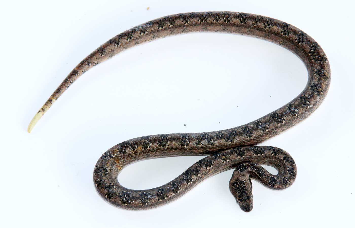 Snake sighting rattles spotters - Cayman Compass