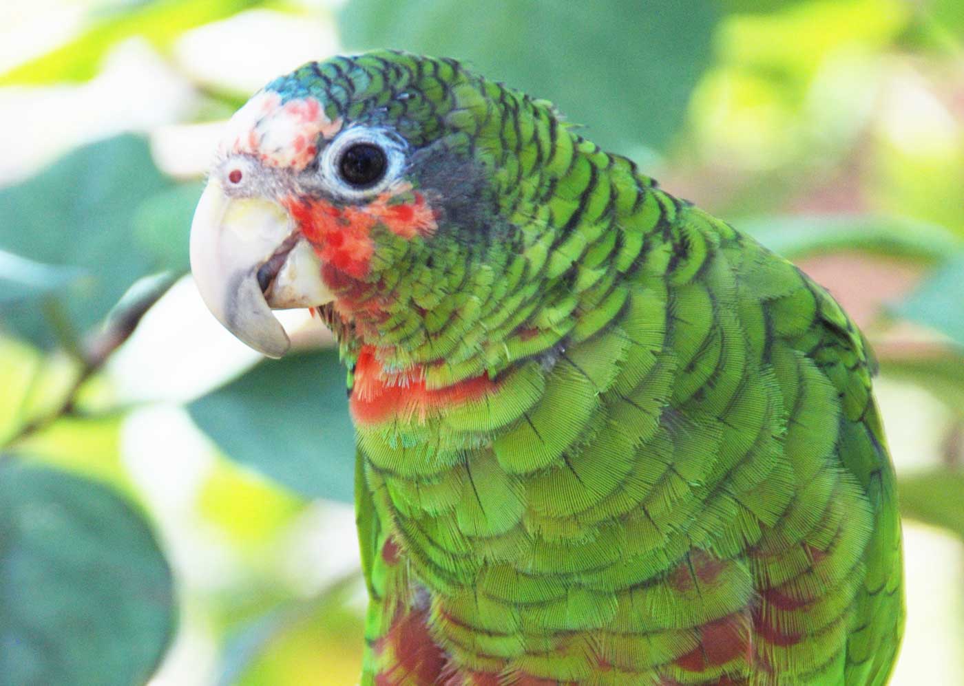 Turtle Farm is for the birds - Cayman Compass