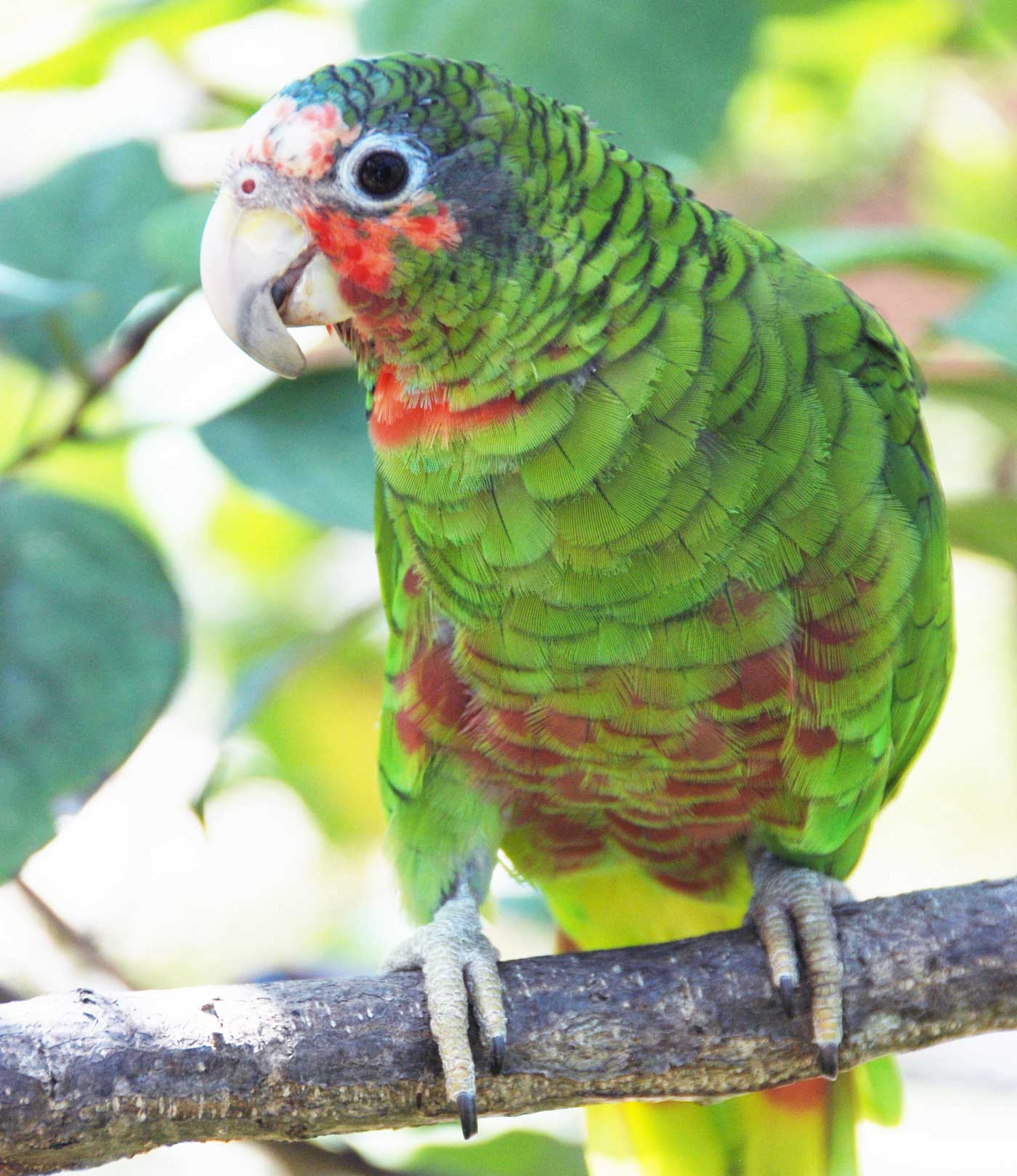Turtle Farm is for the birds - Cayman Compass