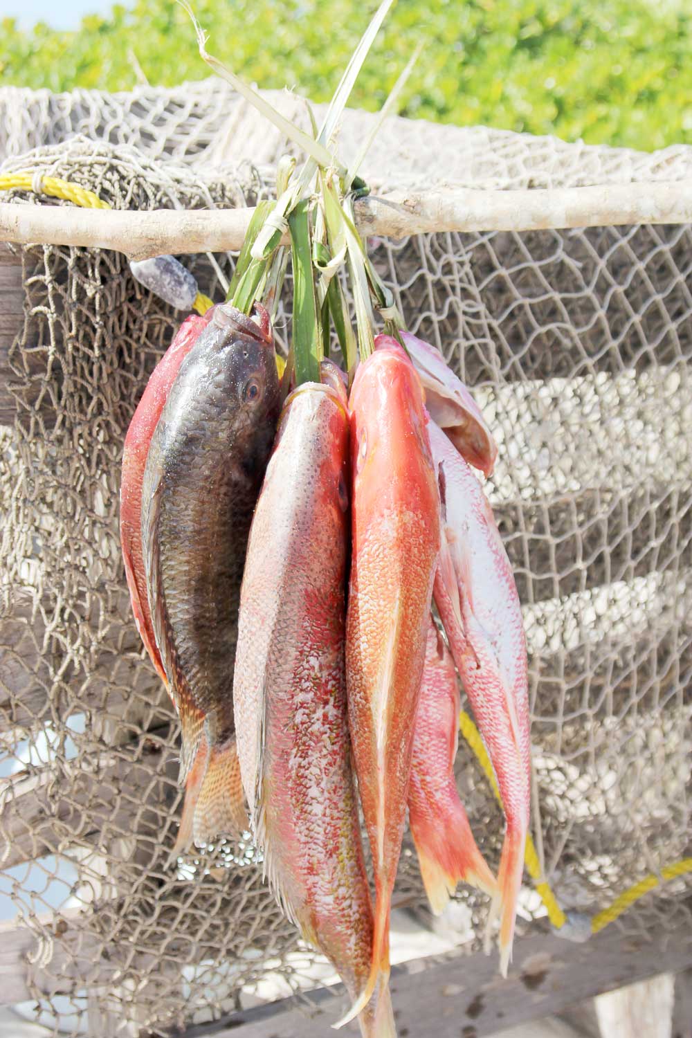 East End fishermen continue to feed family from the sea - Cayman Compass