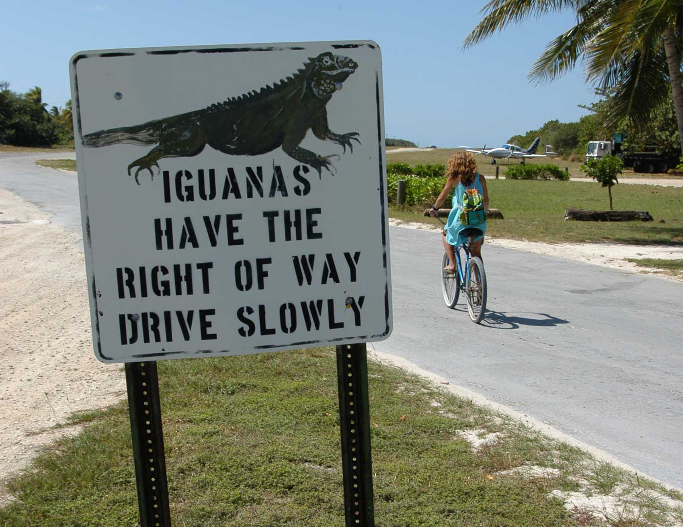 Little Cayman home to rare iguanas - Cayman Compass