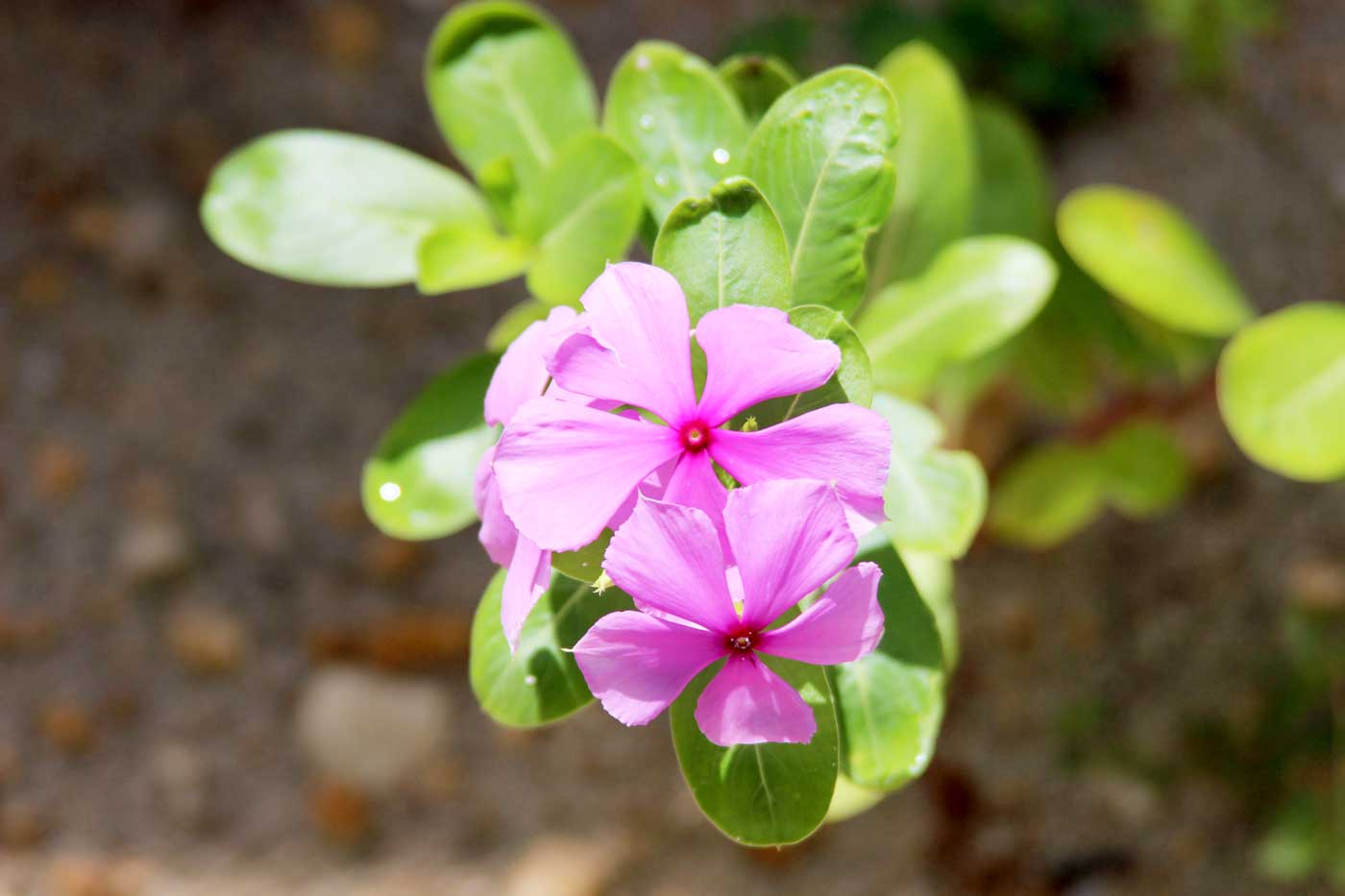 Old-time bush medicine a treasured tradition - Cayman Compass
