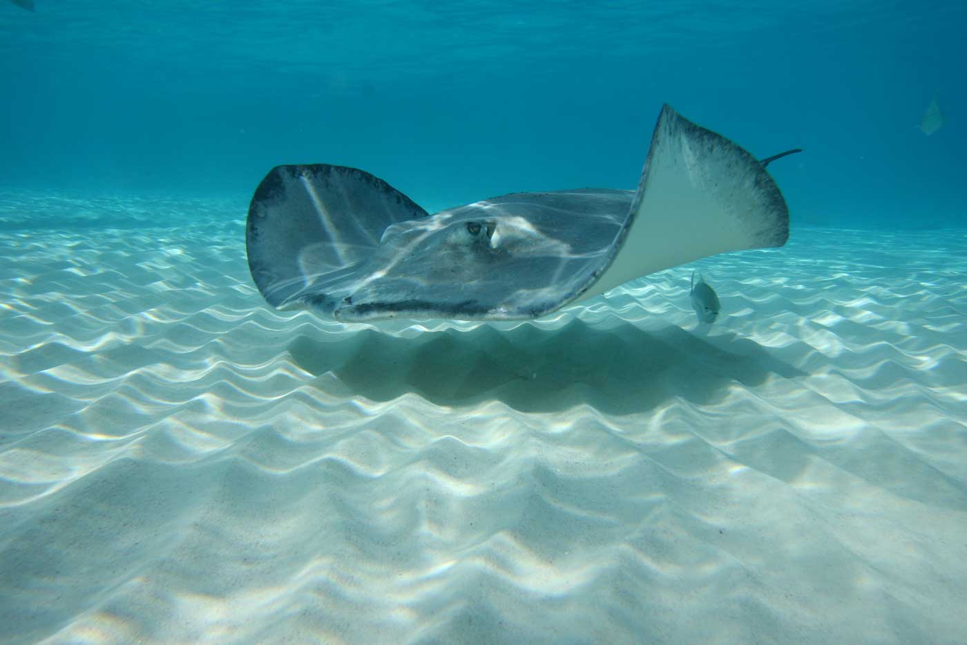 southern-stingray-DB-(Read-Only) - Cayman Compass