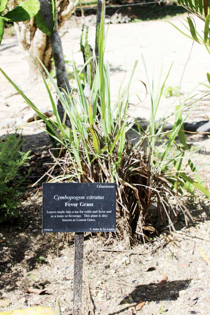 Old-time bush medicine a treasured tradition - Cayman Compass