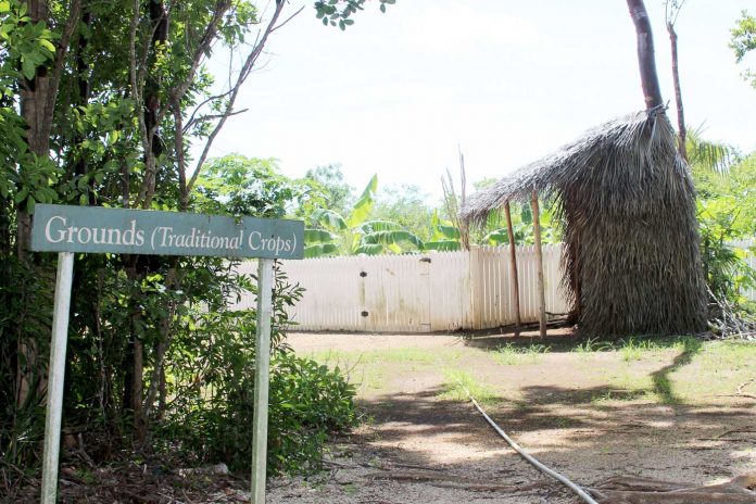Old-time bush medicine a treasured tradition - Cayman Compass