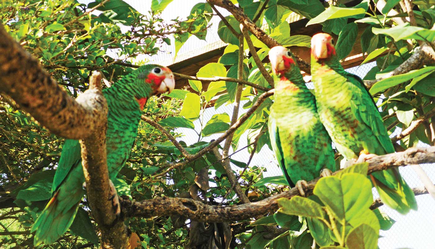 Baby parrots cause a stir at Cayman Turtle Farm - Cayman Compass