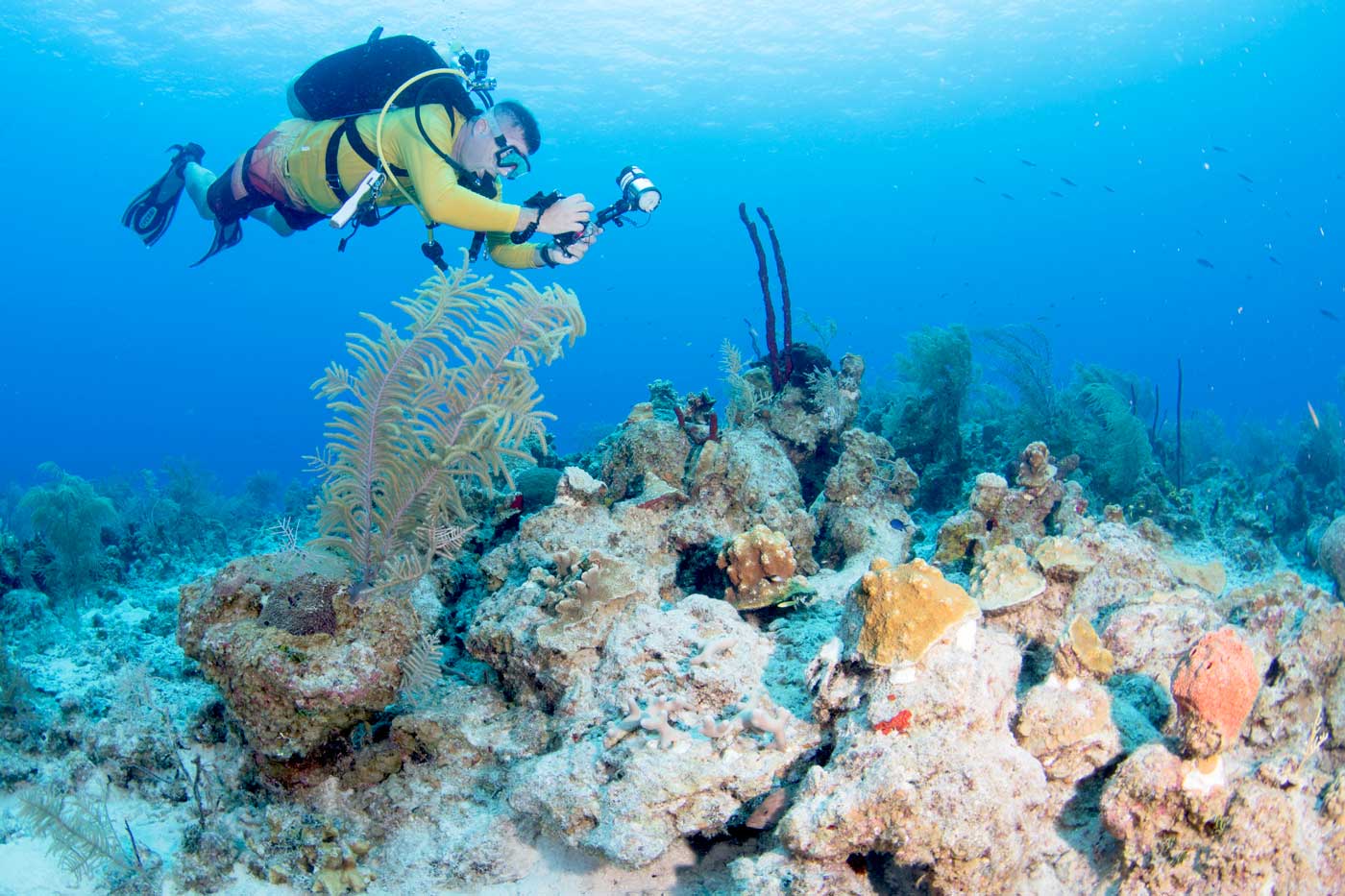 Volunteers complete reef recovery - Cayman Compass