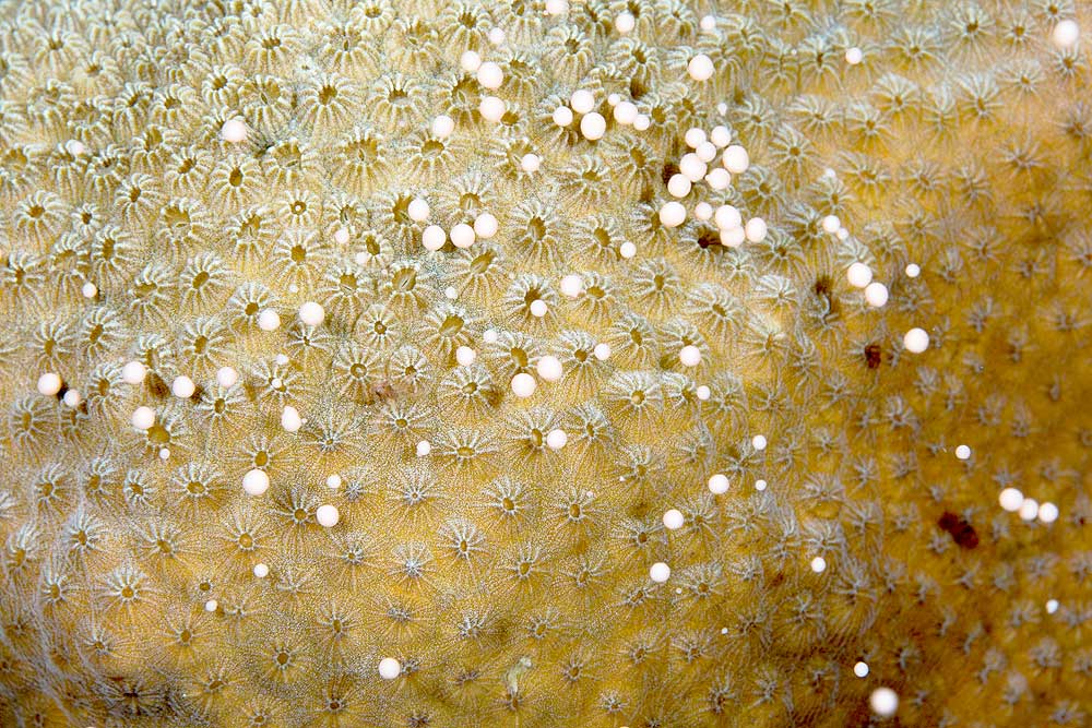 Annual coral spawning a spectacular sight for divers - Cayman Compass