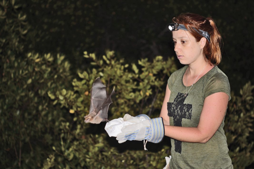 Cayman’s bats attracting interest at home and abroad - Cayman Compass