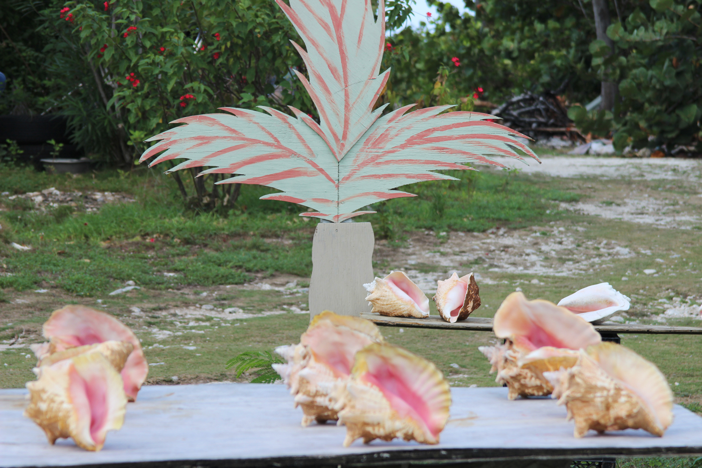 Conch shell stalls a familiar sight in Cayman’s eastern districts ...
