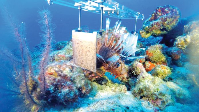 Lionfish-killing robot in development - Cayman Compass