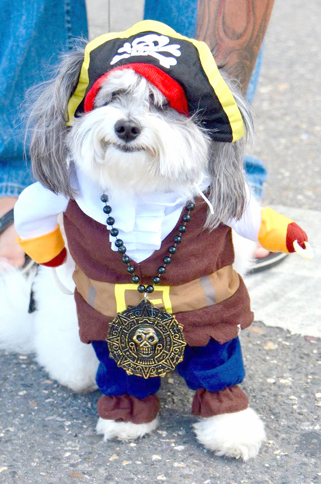 Pirate parade goes to the dogs - Cayman Compass