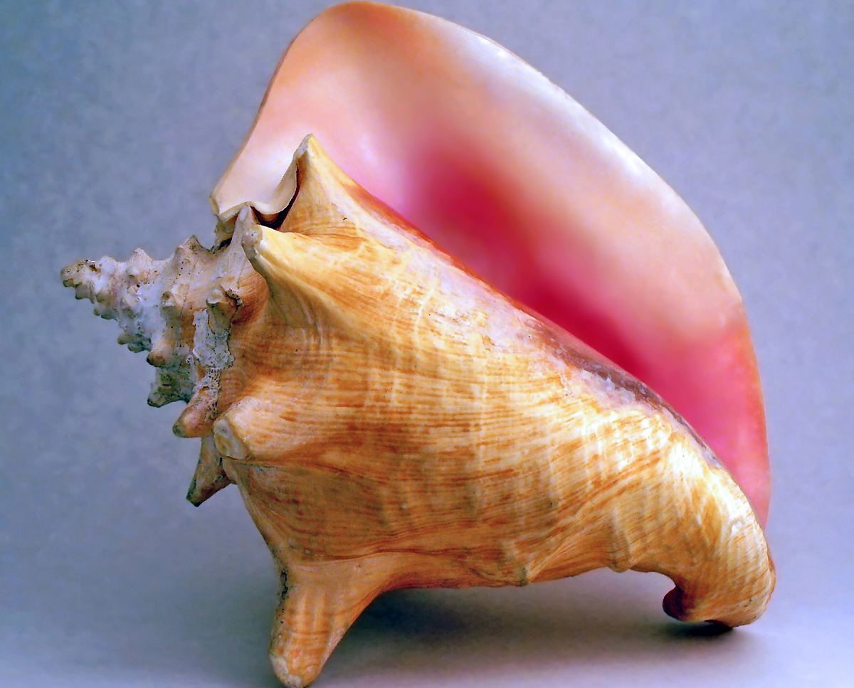 DoE issues warning as conch and whelk season opens - Cayman Compass