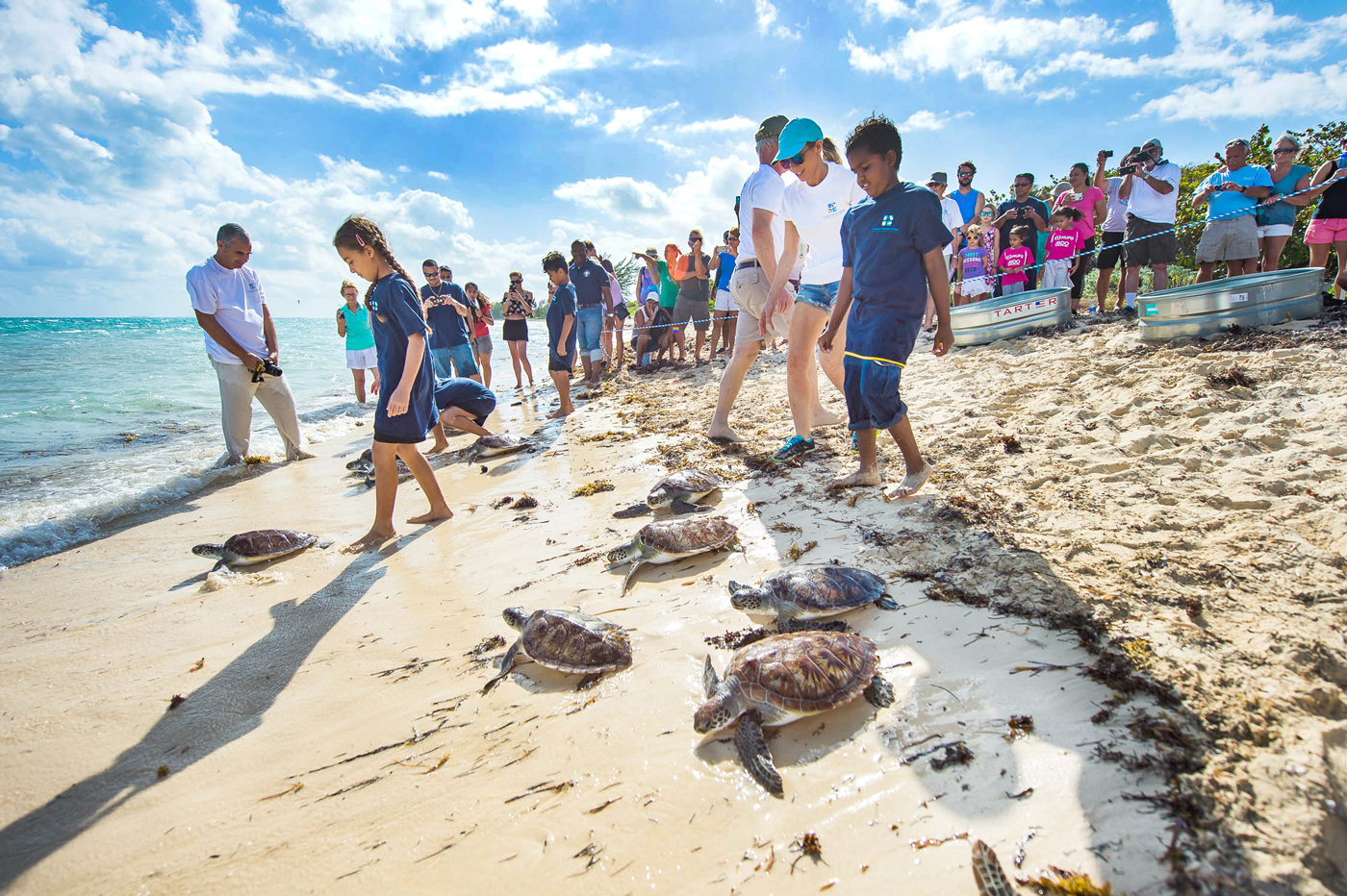 36 juvenile turtles released into wild - Cayman Compass