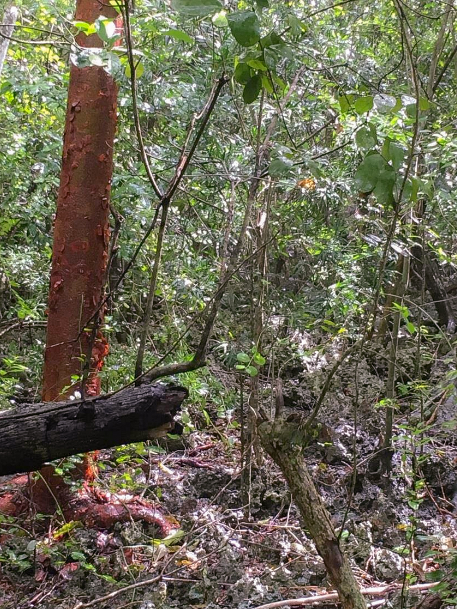 Barkers National Park plan revived - Cayman Compass