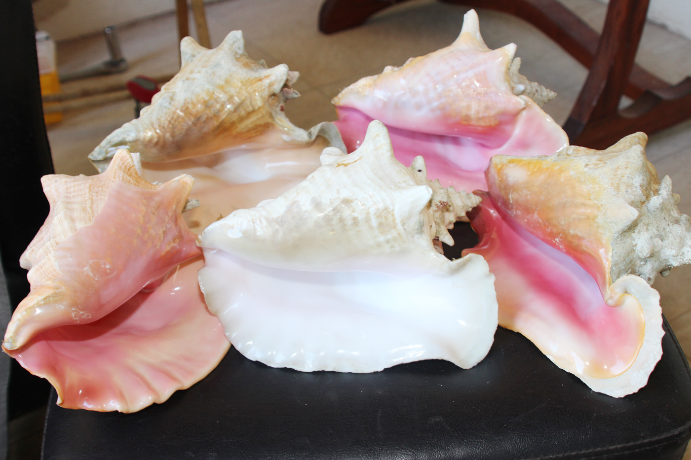 Man’s lifelong search for 'albino' conch ends; 'I knew that 53 years of ...