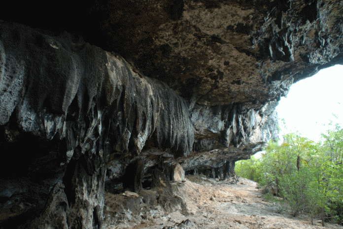 Brac proves an inviting home for bats - Cayman Compass