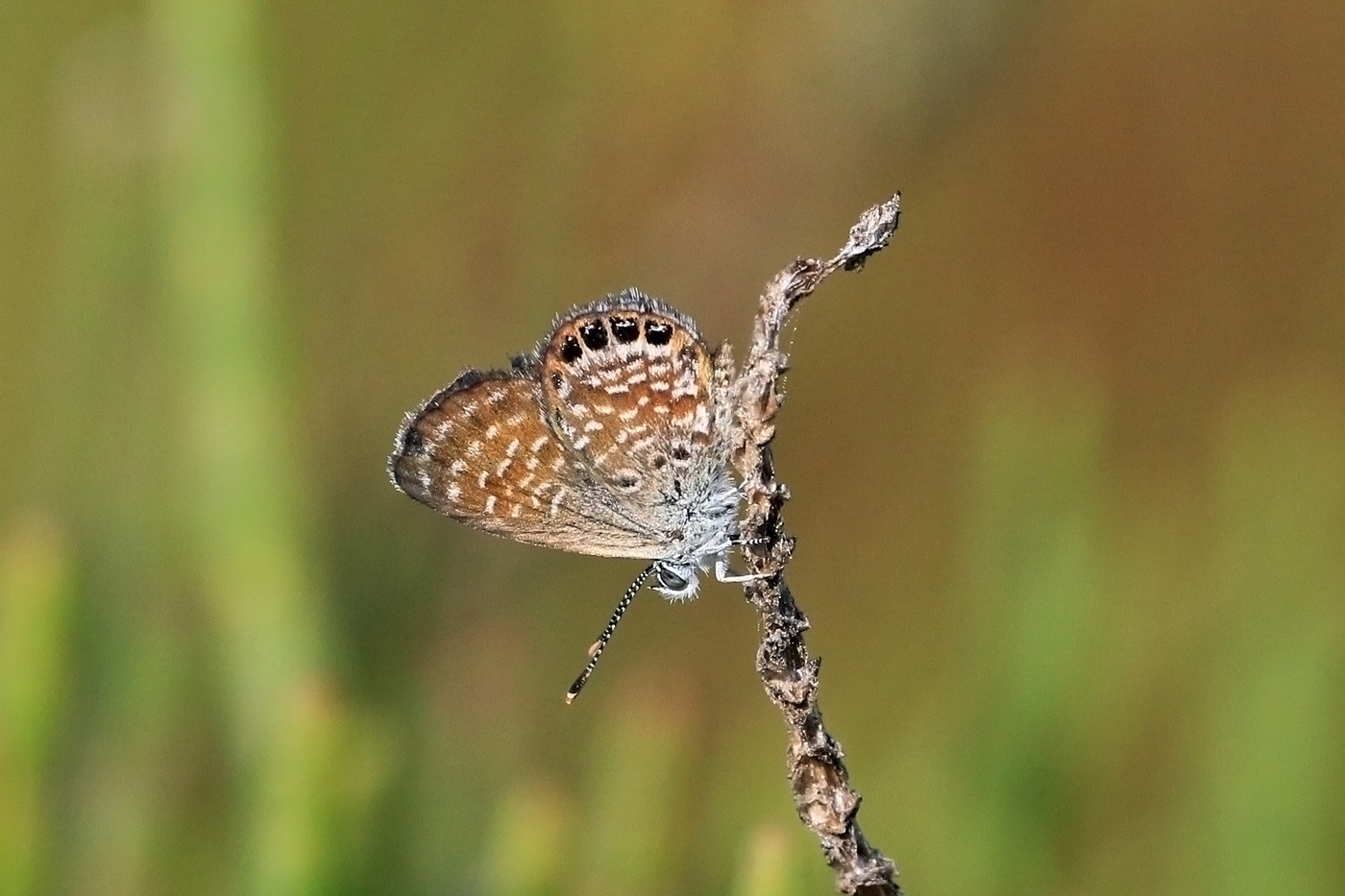 Pygmy blue a little Grand Cayman gem - Cayman Compass