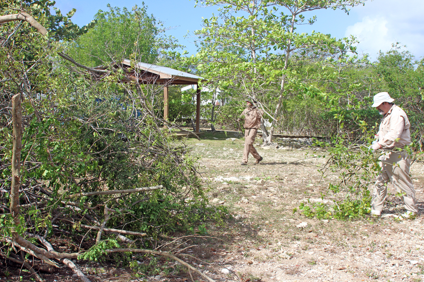 Logwood cleared from back of Bodden Town Mission House - Cayman Compass