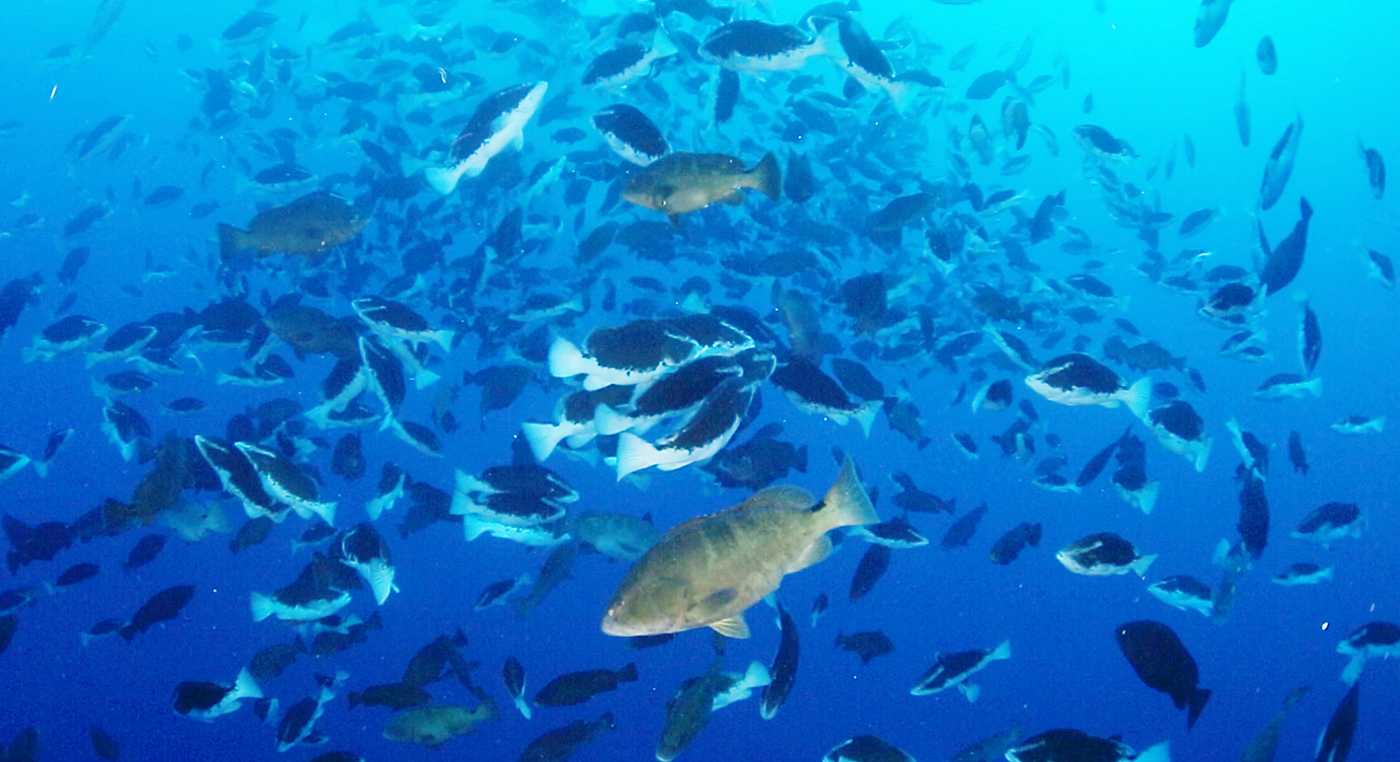 Sir Richard Branson, Guy Harvey take in grouper spawning off Little ...