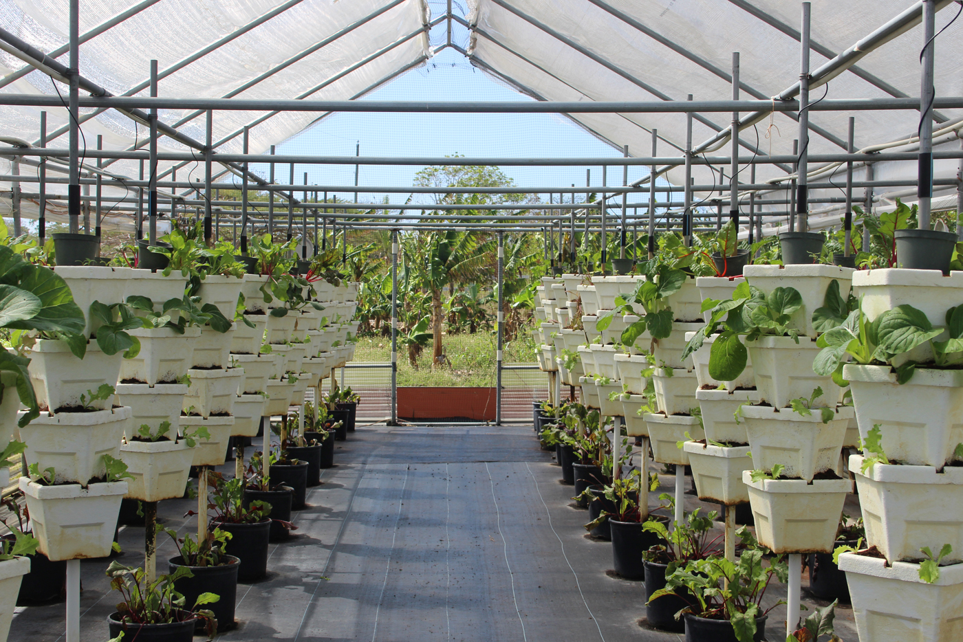 Cayman farmers reach sky high to meet local vegetable demand - Cayman ...