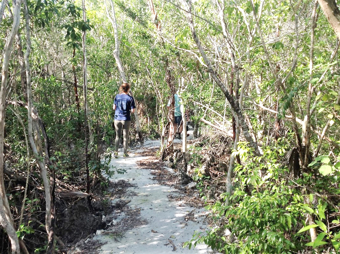 Colliers reserve trail a window into East End’s wild interior - Cayman ...