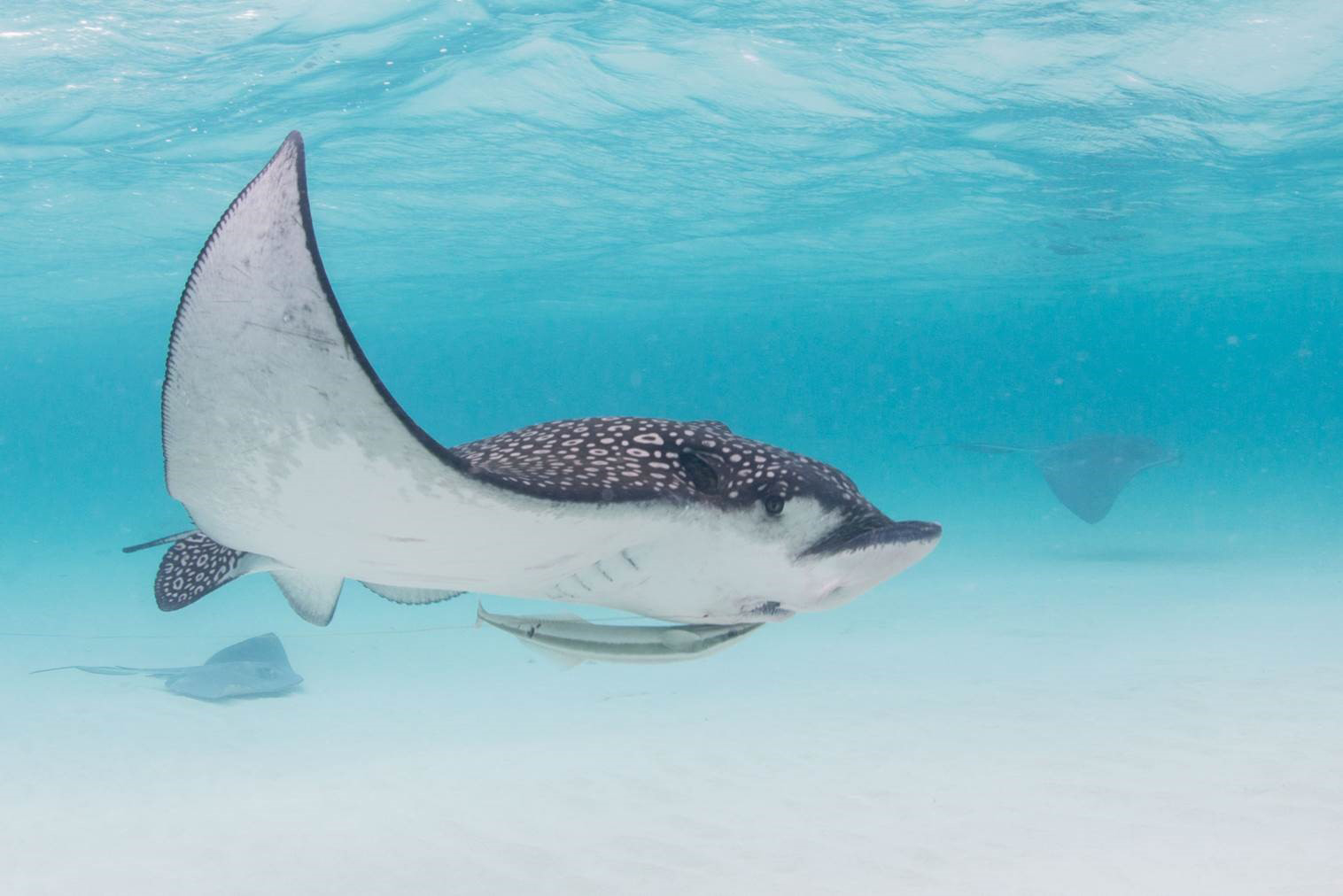 Help sought in hunt for eagle ray poachers - Cayman Compass