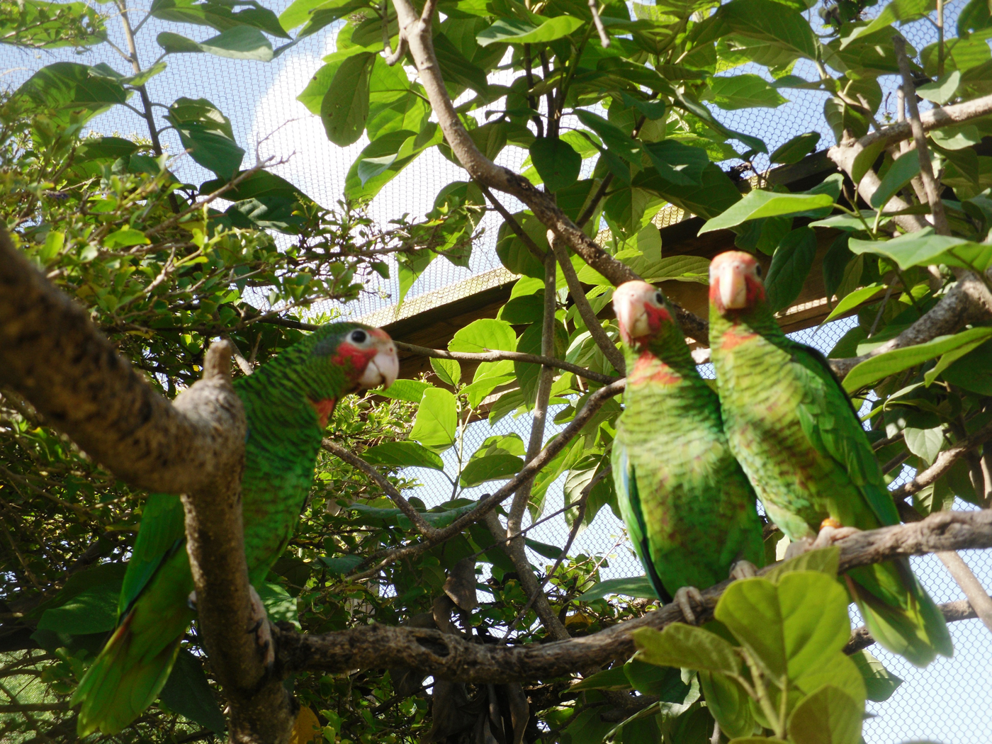 Parrot release poster and essay contest finalists announced - Cayman ...