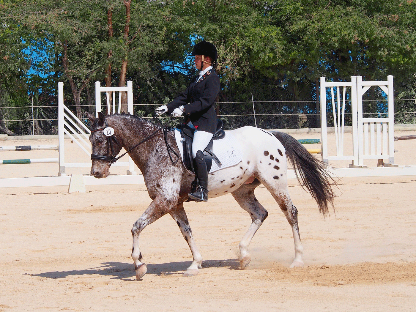 Cayman equestrians selected for regional dressage challenge - Cayman ...