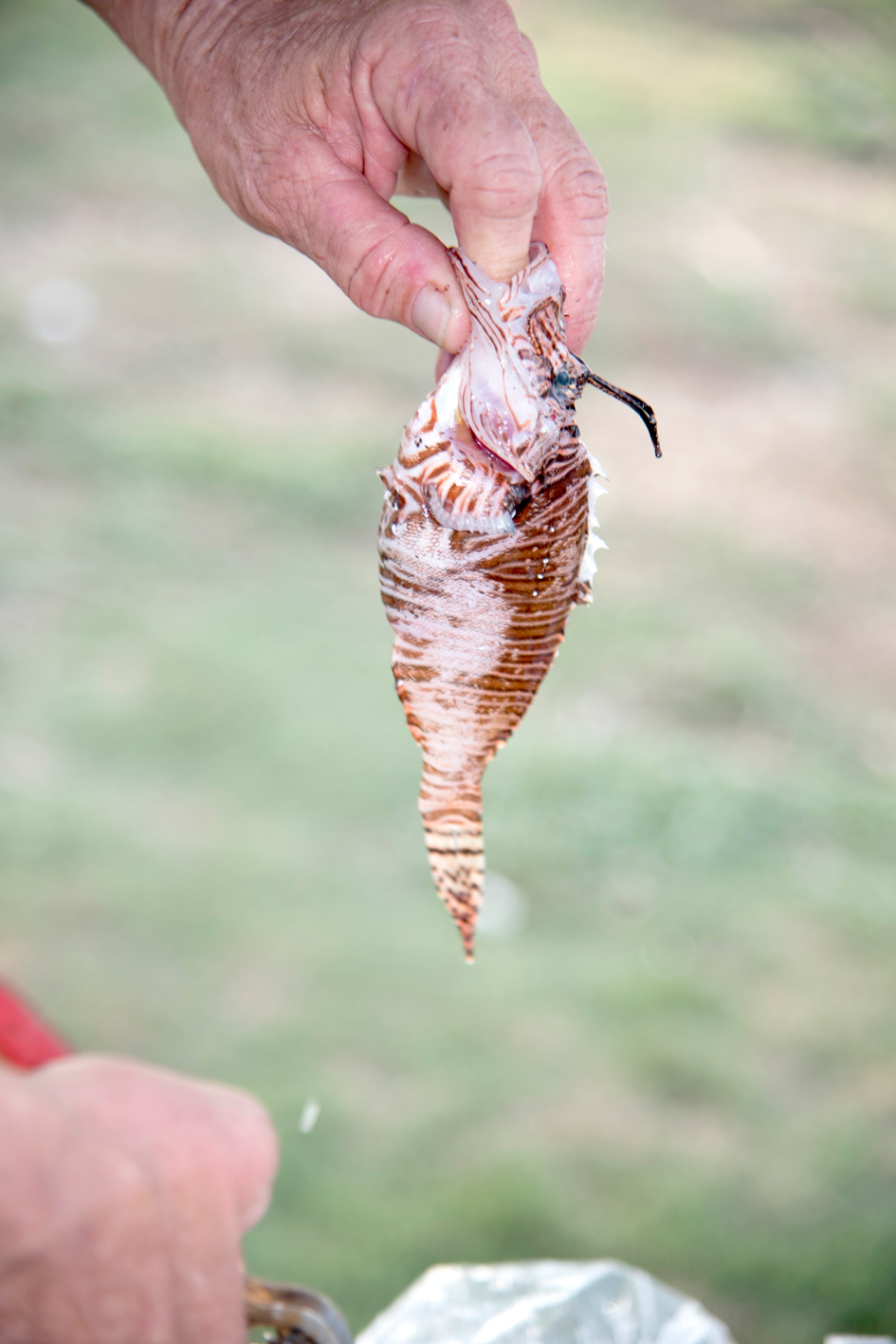 Lionfish culling tournament nets 503 fish - Cayman Compass