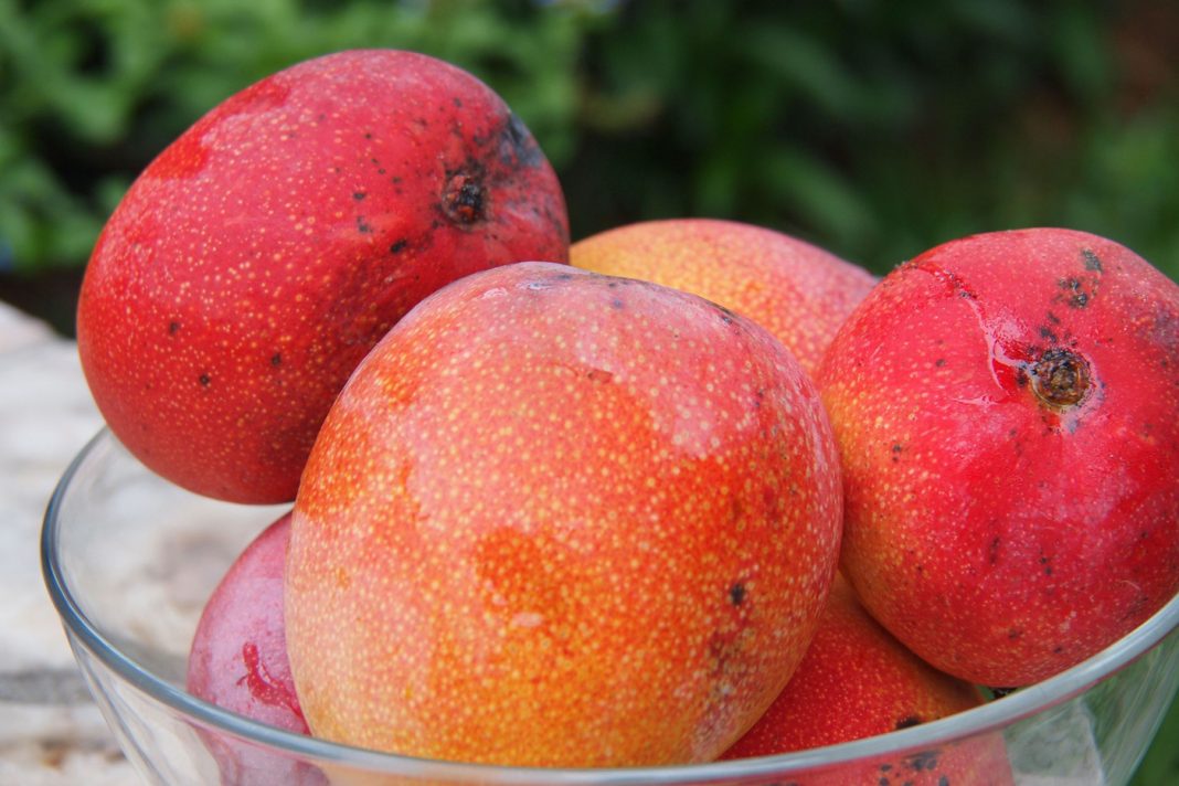 Cayman's mangoes rooted in long history - Cayman Compass